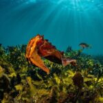 Half-Day Private Discover Dive at Australia's Iconic Beach - Analyzing the Value