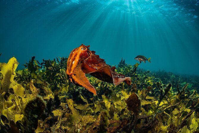 Half-Day Private Discover Dive at Australia's Iconic Beach - Analyzing the Value