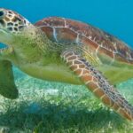 Half Day Private Snorkeling with Turtles and Majestic Cenotes - An In-Depth Look at the Itinerary