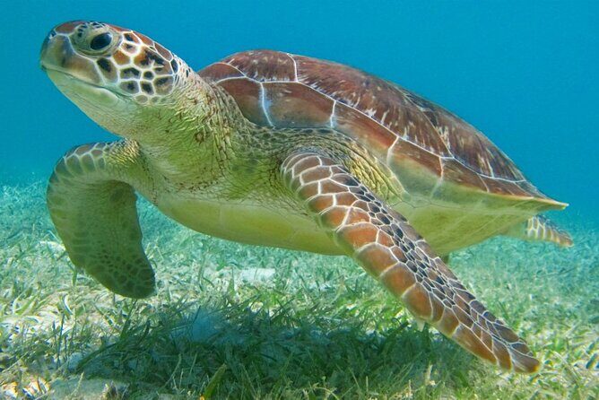 Half Day Private Snorkeling with Turtles and Majestic Cenotes - An In-Depth Look at the Itinerary