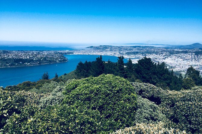 Half day Private Tour of Dunedin City Highlights and Peninsula Scenery - How the Tour Works in Practice