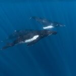 Half Day Private Whale Watching in Moorea - A Thorough Breakdown of the Itinerary