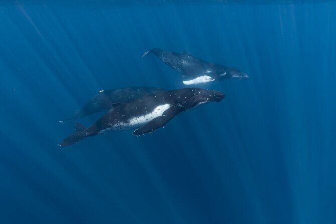 Half Day Private Whale Watching in Moorea - A Thorough Breakdown of the Itinerary