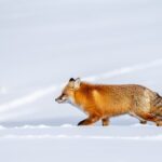 Half Day Private Wildlife Photography Tour in Yellowstone - Who Will Love This Tour?