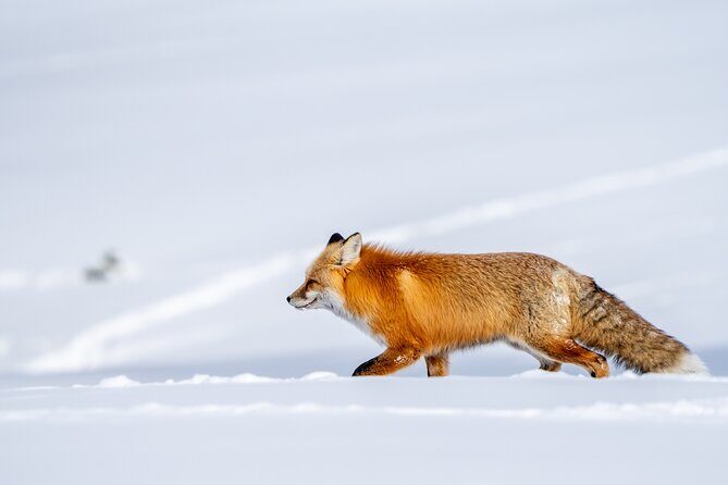 Half Day Private Wildlife Photography Tour in Yellowstone - Who Will Love This Tour?