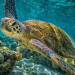 Half-Day Puerto Morelos Snorkeling Experience with Lunch - The Itinerary: What to Expect