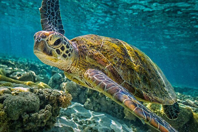 Half-Day Puerto Morelos Snorkeling Experience with Lunch - The Itinerary: What to Expect