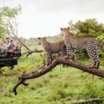 Half Day Safari at Yala National Park with Lunch from Kalutara / Bentota - Final Thoughts: Should You Try This Safari?