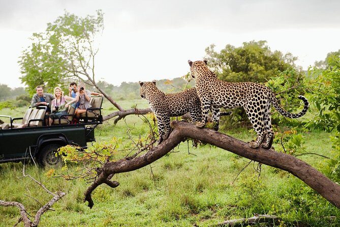 Half Day Safari at Yala National Park with Lunch from Kalutara / Bentota - Final Thoughts: Should You Try This Safari?