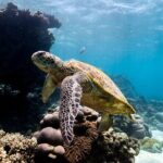 Half Day Sailing and Snorkeling Tour from Coral Bay - Why Youll Love This Tour