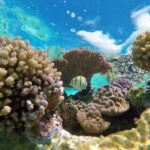 Half-Day Small-Group Cruise in Bora Bora with Snorkelling - The Value of This Tour