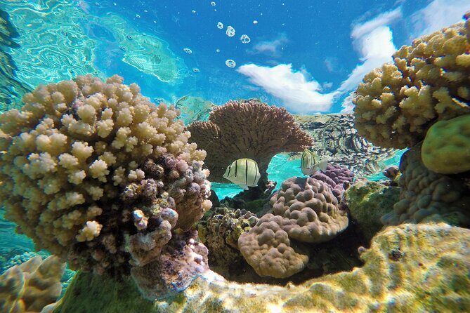Half-Day Small-Group Cruise in Bora Bora with Snorkelling - The Value of This Tour