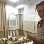Half day small group tour to Chengdu Panda Breeding Center - The Itinerary: What You Can Expect