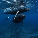 Half Day Small Group Whale Watching - Practical Details and Booking Insights