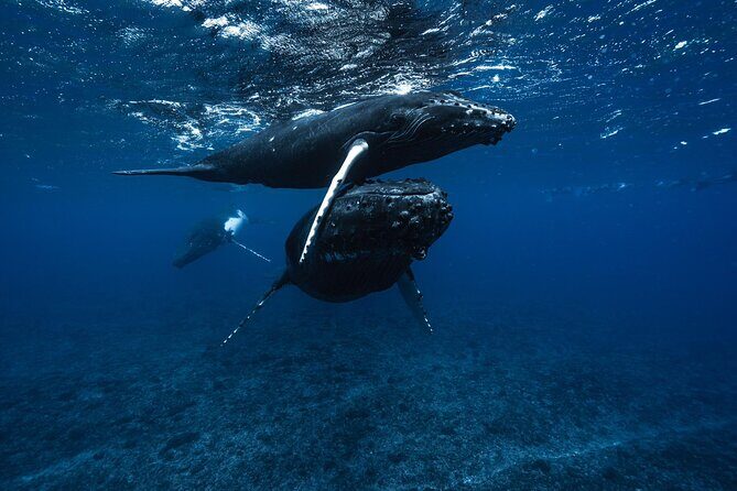Half Day Small Group Whale Watching - Practical Details and Booking Insights