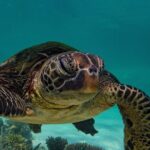 Half Day Snorkel 2.5hr Turtle Tour on the Ningaloo Reef, Exmouth - Itinerary Breakdown: What to Expect