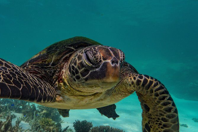 Half Day Snorkel 2.5hr Turtle Tour on the Ningaloo Reef, Exmouth - Itinerary Breakdown: What to Expect