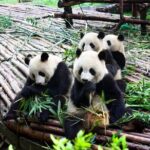Half-Day Tour at Chengdu Panda Breeding Research Base - FAQs