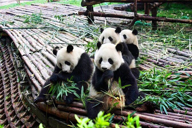 Half-Day Tour at Chengdu Panda Breeding Research Base - FAQs