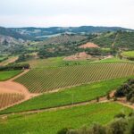 Half Day Tour Chianti Winery with San Gimignano - An In-Depth Look at the Tour
