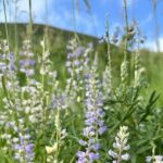 Half Day Tour from Denver Private Guided Hike with Curated Picnic - Practical Details and Value