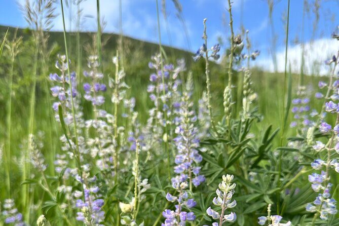 Half Day Tour from Denver Private Guided Hike with Curated Picnic - Practical Details and Value