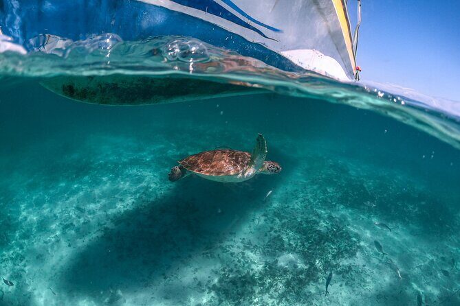 Half-day Tour Sea Turtles Encounter in Akumal Bay - Detailed Breakdown of the Itinerary