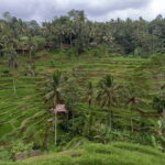 Half Day Ubud and Tampak Siring Private Tour From Bali - Transportation, Timing, and Practicalities