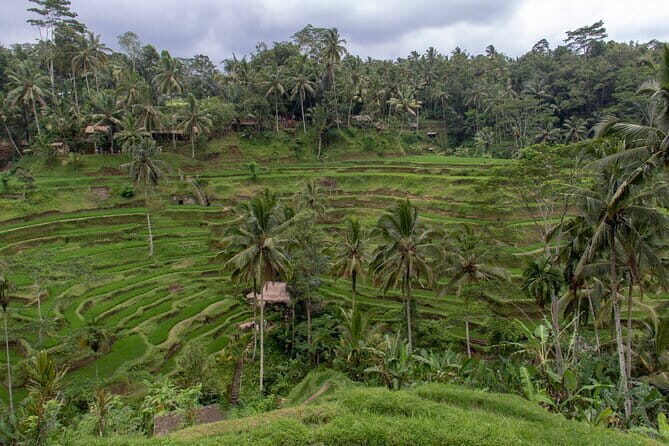 Half Day Ubud and Tampak Siring Private Tour From Bali - Transportation, Timing, and Practicalities