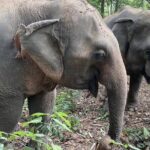 Half Day Visit Smile Elephant Chiang Mai - Transportation & Group Size