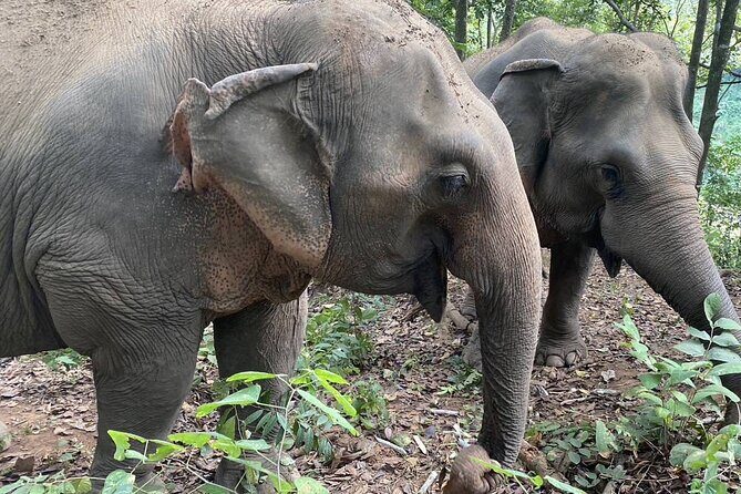 Half Day Visit Smile Elephant Chiang Mai - Transportation & Group Size