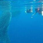 Half Day Whale Shark Tour From Playa del Carmen - Authentic Experiences and Honest Reviews