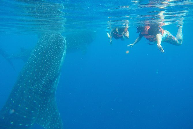 Half Day Whale Shark Tour From Playa del Carmen - Authentic Experiences and Honest Reviews