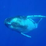 Half day whale tour 4h00 - Final Thoughts: Is This Tour Right for You?