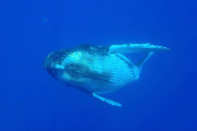 Half day whale tour 4h00 - Final Thoughts: Is This Tour Right for You?