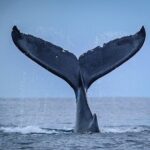 Half Day Whale Watching in a Small Shared Group - Authentic Encounters and Genuine Feedback
