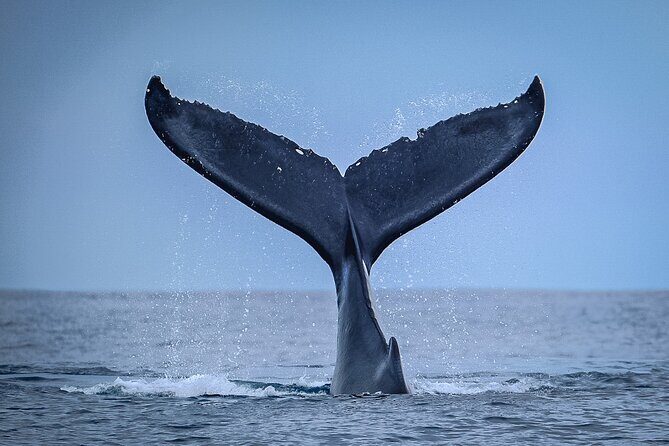 Half Day Whale Watching in a Small Shared Group - Authentic Encounters and Genuine Feedback