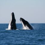 Half-Day Whale Watching Sunset Cruise from Broome - Food & Beverages: Worth the Cost?