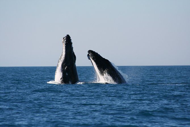 Half-Day Whale Watching Sunset Cruise from Broome - Food & Beverages: Worth the Cost?