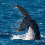 Half-Day Whale Watching Tour from Burnett Heads with Lunch - Authentic Encounters: What Travelers Are Saying