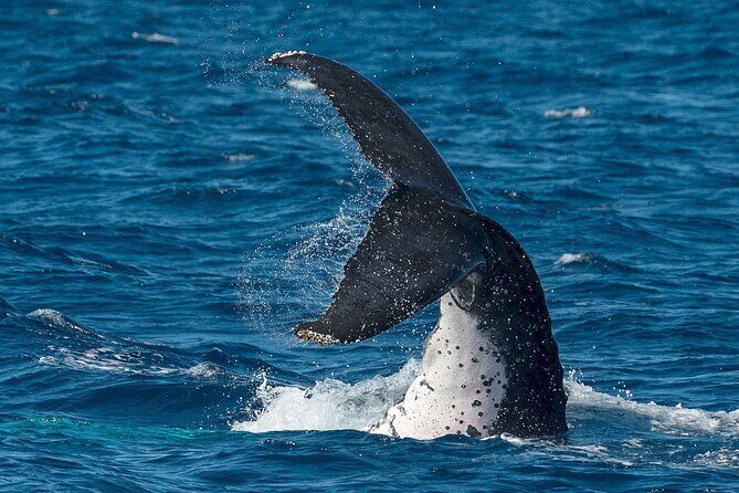 Half-Day Whale Watching Tour from Burnett Heads with Lunch - Authentic Encounters: What Travelers Are Saying
