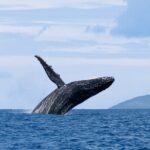 Half day Whales watching PRIVATE group - Detailed Breakdown of the Itinerary