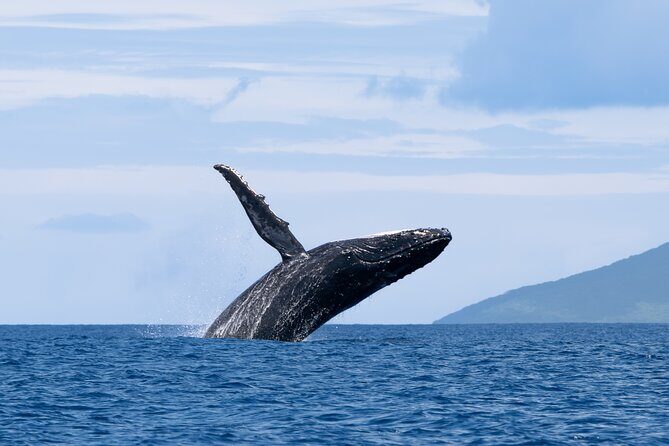 Half day Whales watching PRIVATE group - Detailed Breakdown of the Itinerary