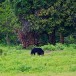Half-Day Wild Safari in Yala National Park - Why This Safari Offers Great Value