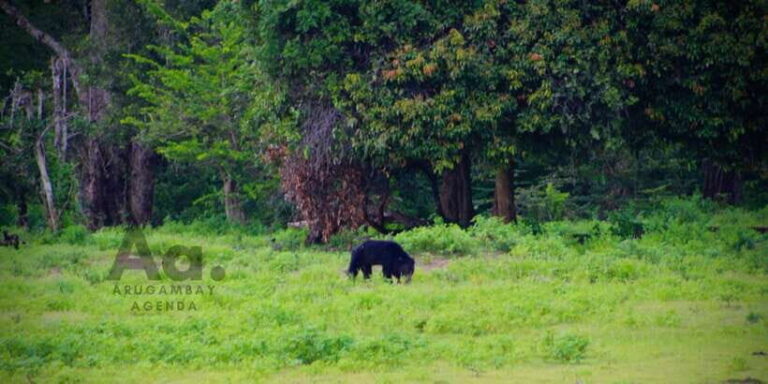 Half-Day Wild Safari in Yala National Park - Why This Safari Offers Great Value
