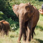 Hambantota Port: Bundala National Park Safari in a 4x4 - The Wildlife Encounters: Authentic and Unfiltered