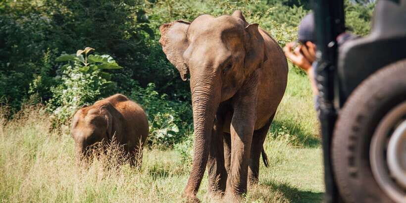 Hambantota Port: Bundala National Park Safari in a 4x4 - The Wildlife Encounters: Authentic and Unfiltered