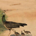 Hambantota Port Cruise: YALA Wildlife Safari (6 hours) - Who Should Consider This Tour?