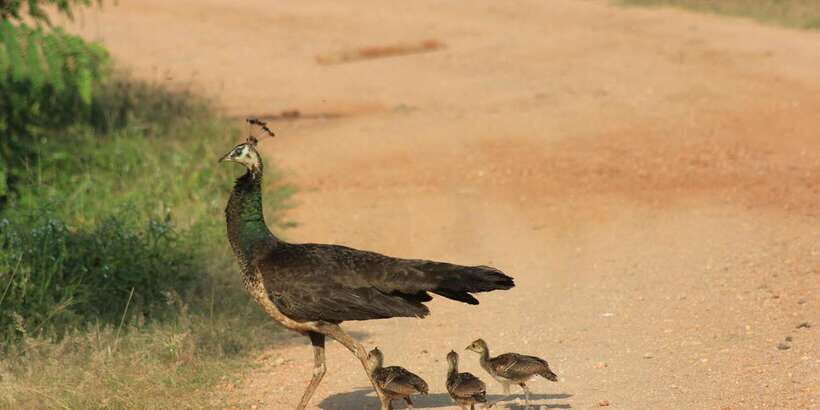 Hambantota Port Cruise: YALA Wildlife Safari (6 hours) - Who Should Consider This Tour?