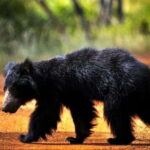 Hambantota Port: Full Day Yala National Park Safari- Private - Analyzing the Value